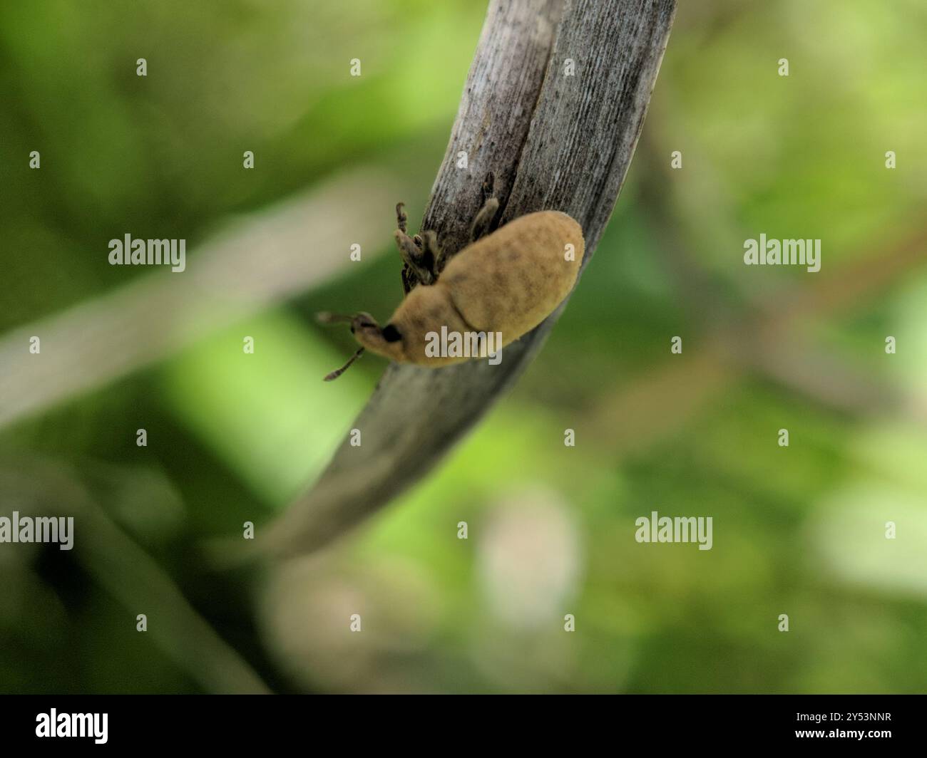 Lesser Knapweed Flower Weevil (Larinus minutus) Insecta Stock Photo - Alamy