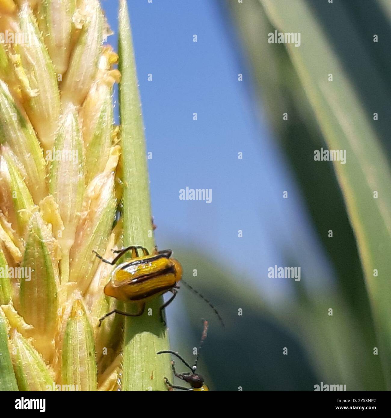 Western Corn Rootworm (Diabrotica virgifera) Insecta Stock Photo - Alamy