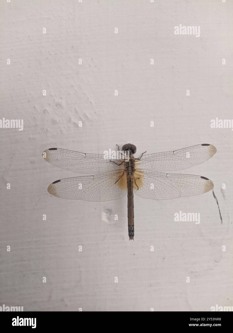 Orange-winged Dropwing (Trithemis kirbyi) Insecta Stock Photo - Alamy
