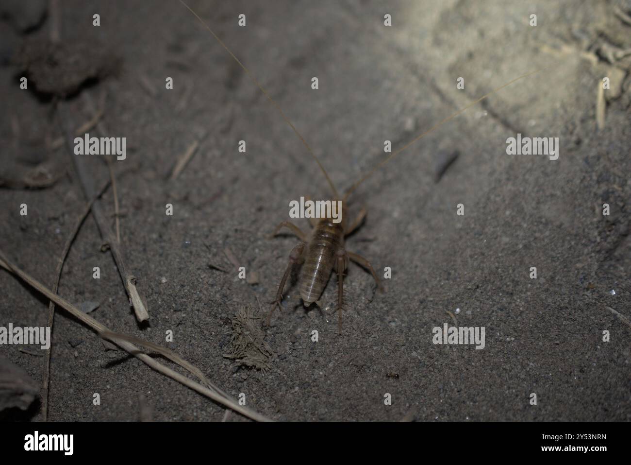 Camel Crickets, Cave Crickets, and Cave Wēta (Rhaphidophoridae) Insecta ...