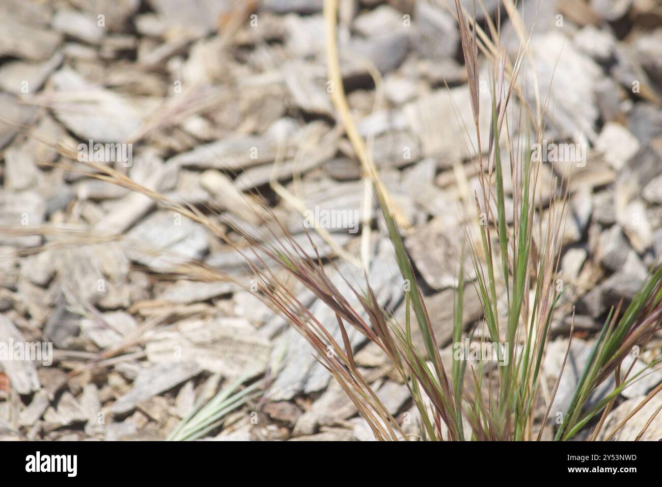 Purple Threeawn (Aristida purpurea) Plantae Stock Photo - Alamy