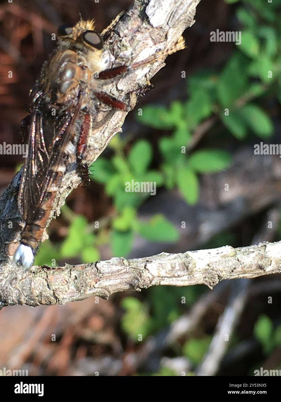 Giant Robber Flies (Promachus) Insecta Stock Photo - Alamy