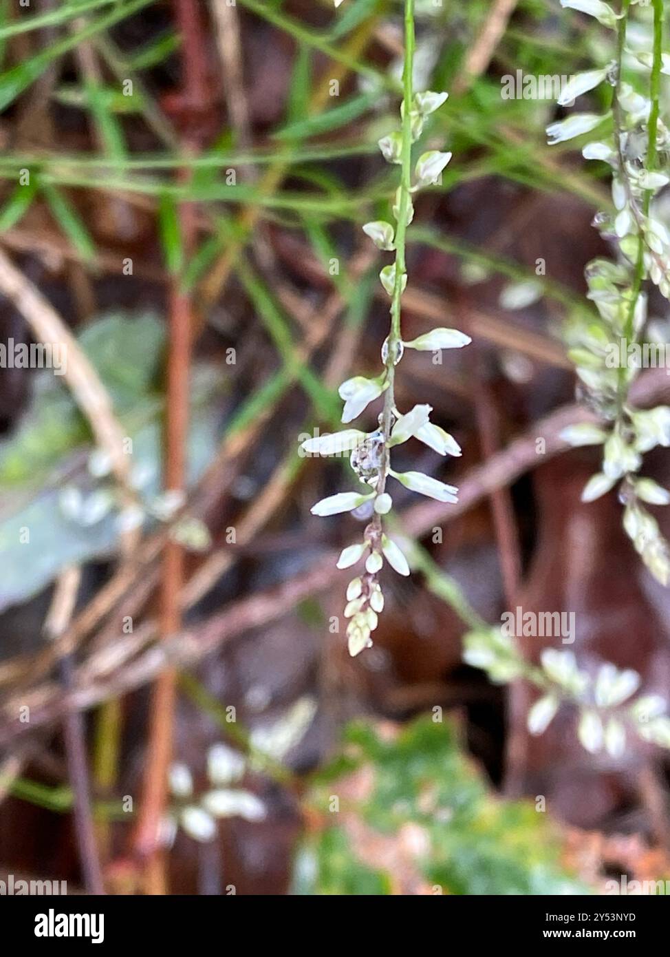milkwort (Senega paniculata) Plantae Stock Photo - Alamy