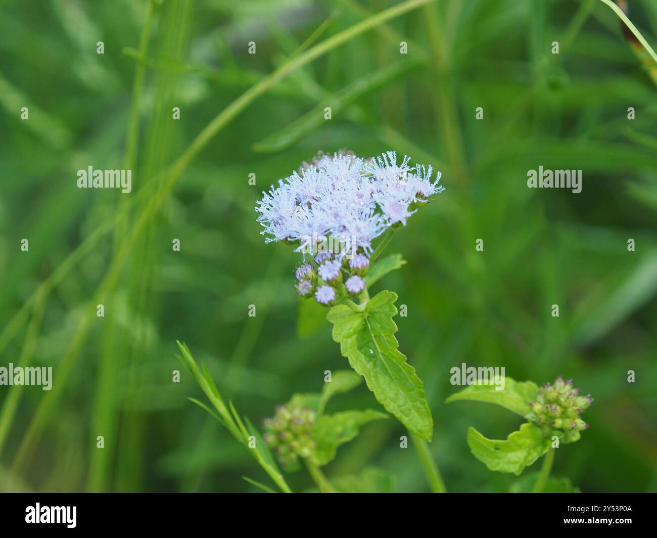 blue mistflower (Conoclinium coelestinum) Plantae Stock Photo - Alamy