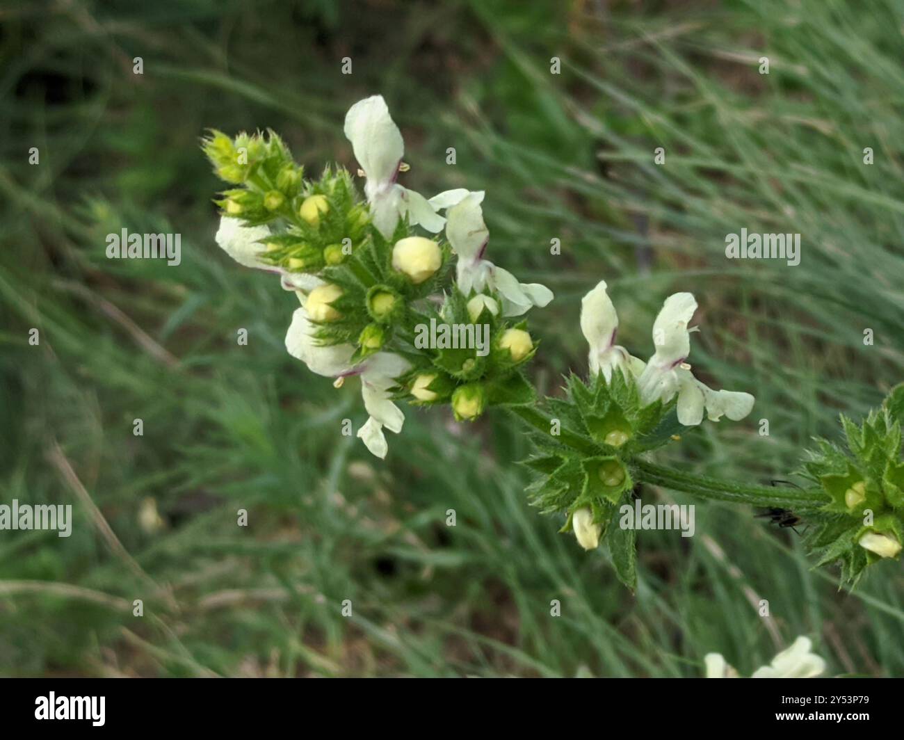 Perennial Yellow-woundwort (Stachys recta) Plantae Stock Photo - Alamy