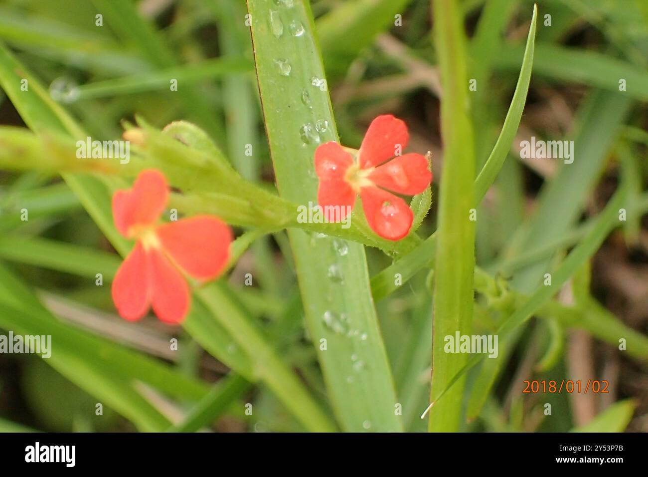 Witchweed (Striga asiatica) Plantae Stock Photo - Alamy