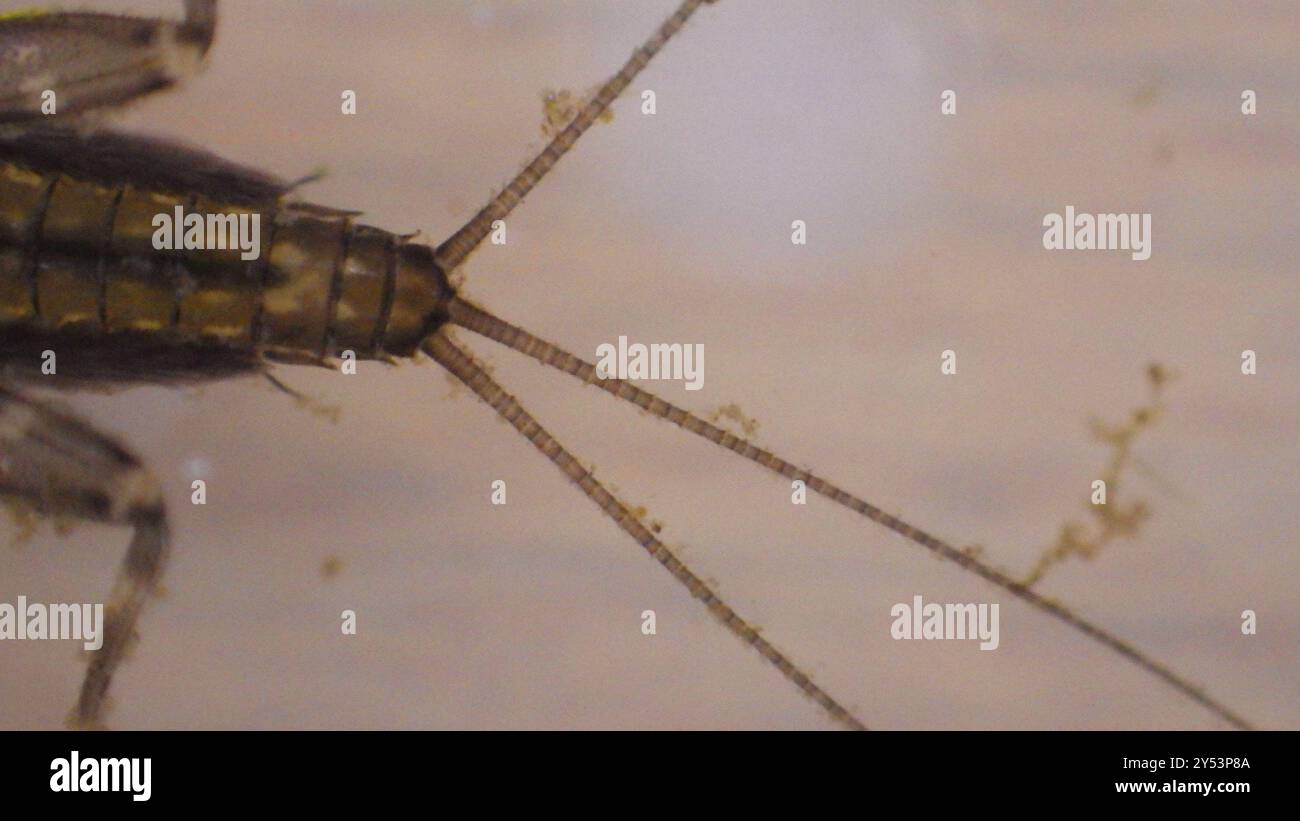 Light Cahills (Stenacron) Insecta Stock Photo - Alamy