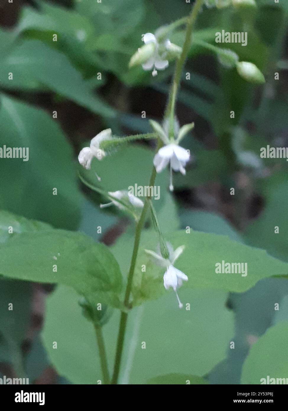 broadleaf enchanter's nightshade (Circaea canadensis) Plantae Stock ...