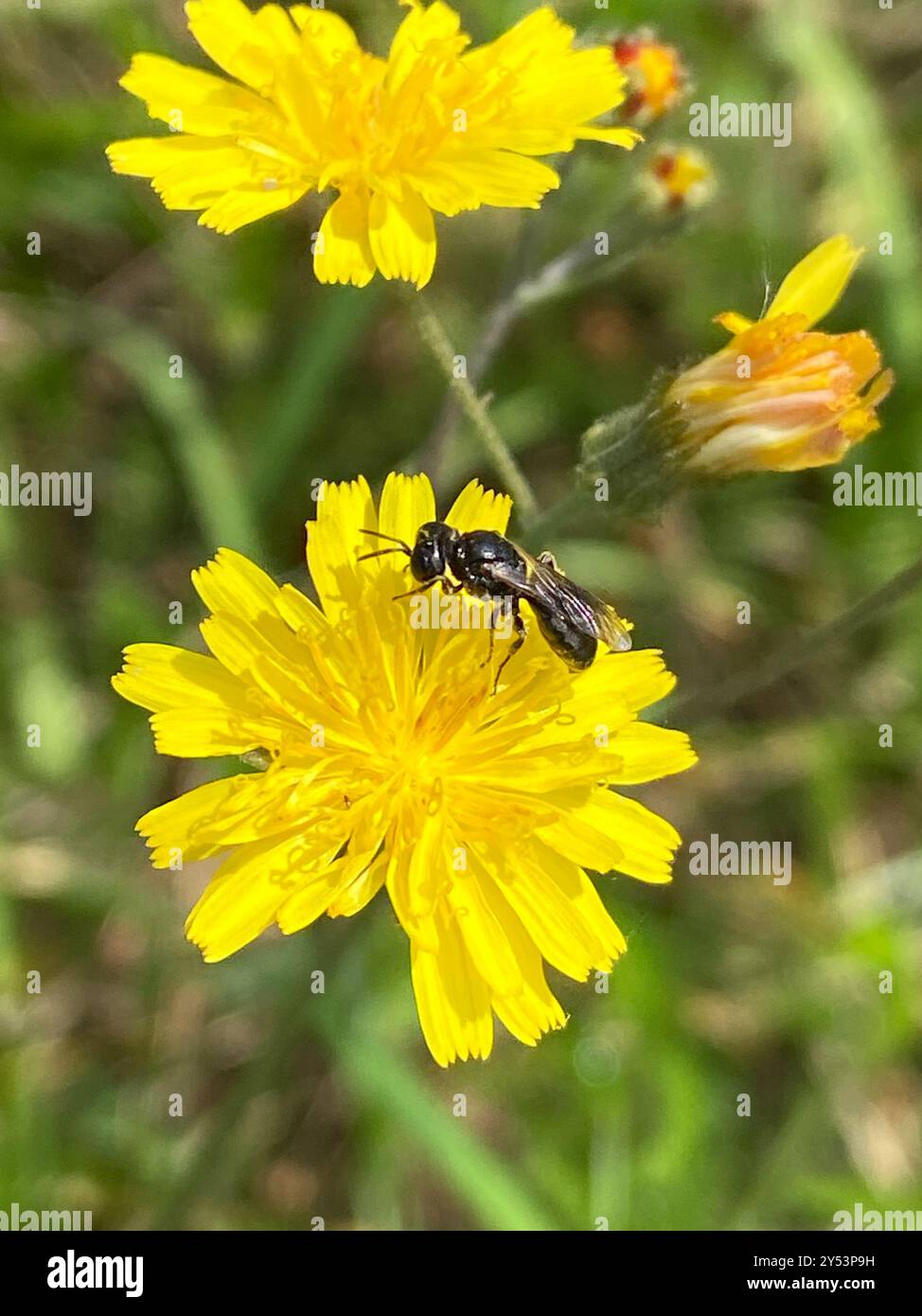 Square-headed Wasps, Sand Wasps, and Allies (Crabronidae) Insecta Stock ...