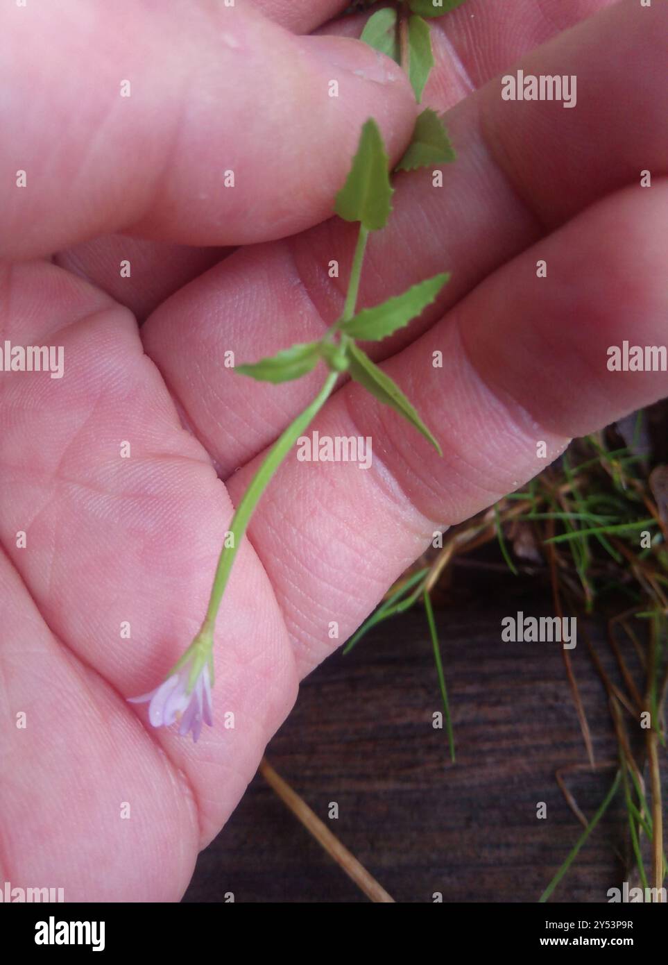 Broad-leaved Willowherb (Epilobium montanum) Plantae Stock Photo - Alamy