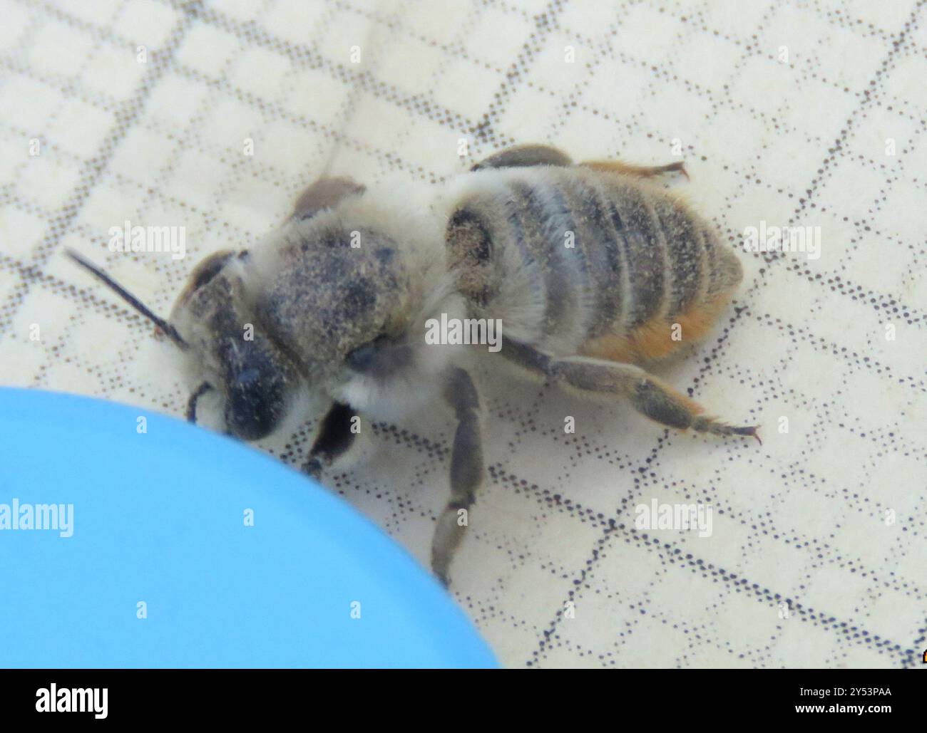 Western Leafcutter Bee (Megachile perihirta) Insecta Stock Photo - Alamy