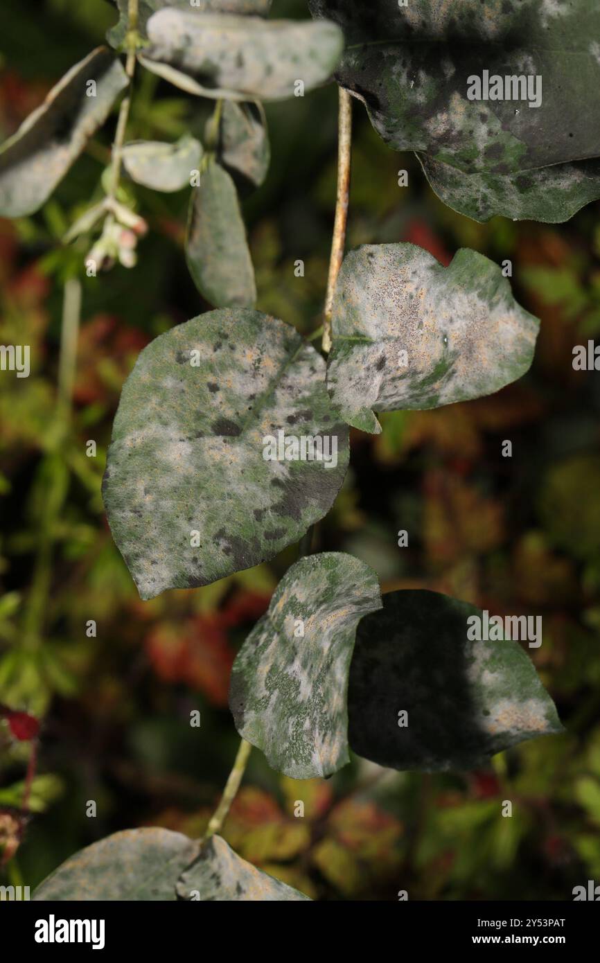 snowberry powdery mildew (Erysiphe symphoricarpi) Fungi Stock Photo - Alamy
