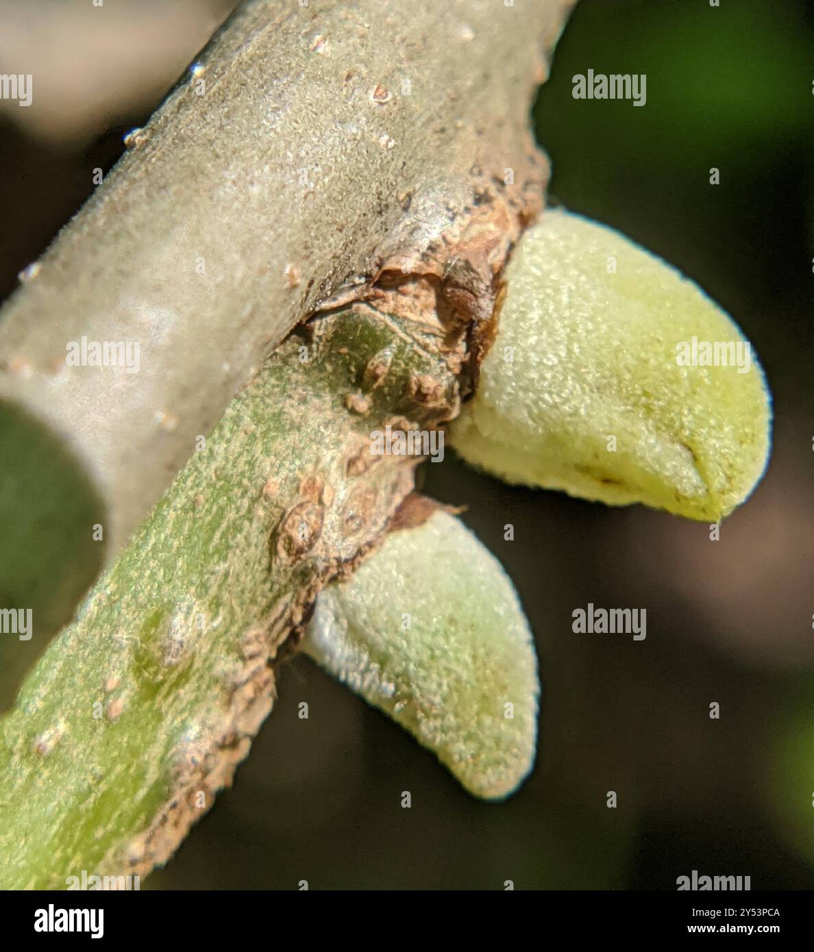 Oak Rough Bulletgall Wasp (Disholcaspis quercusmamma) Insecta Stock ...