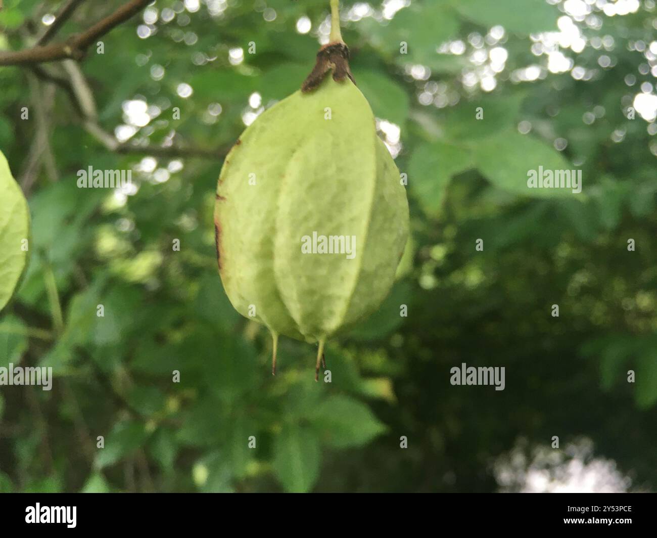 American bladdernut (Staphylea trifolia) Plantae Stock Photo - Alamy