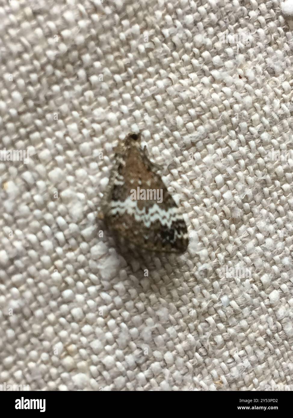 Small Rivulet (Perizoma alchemillata) Insecta Stock Photo - Alamy