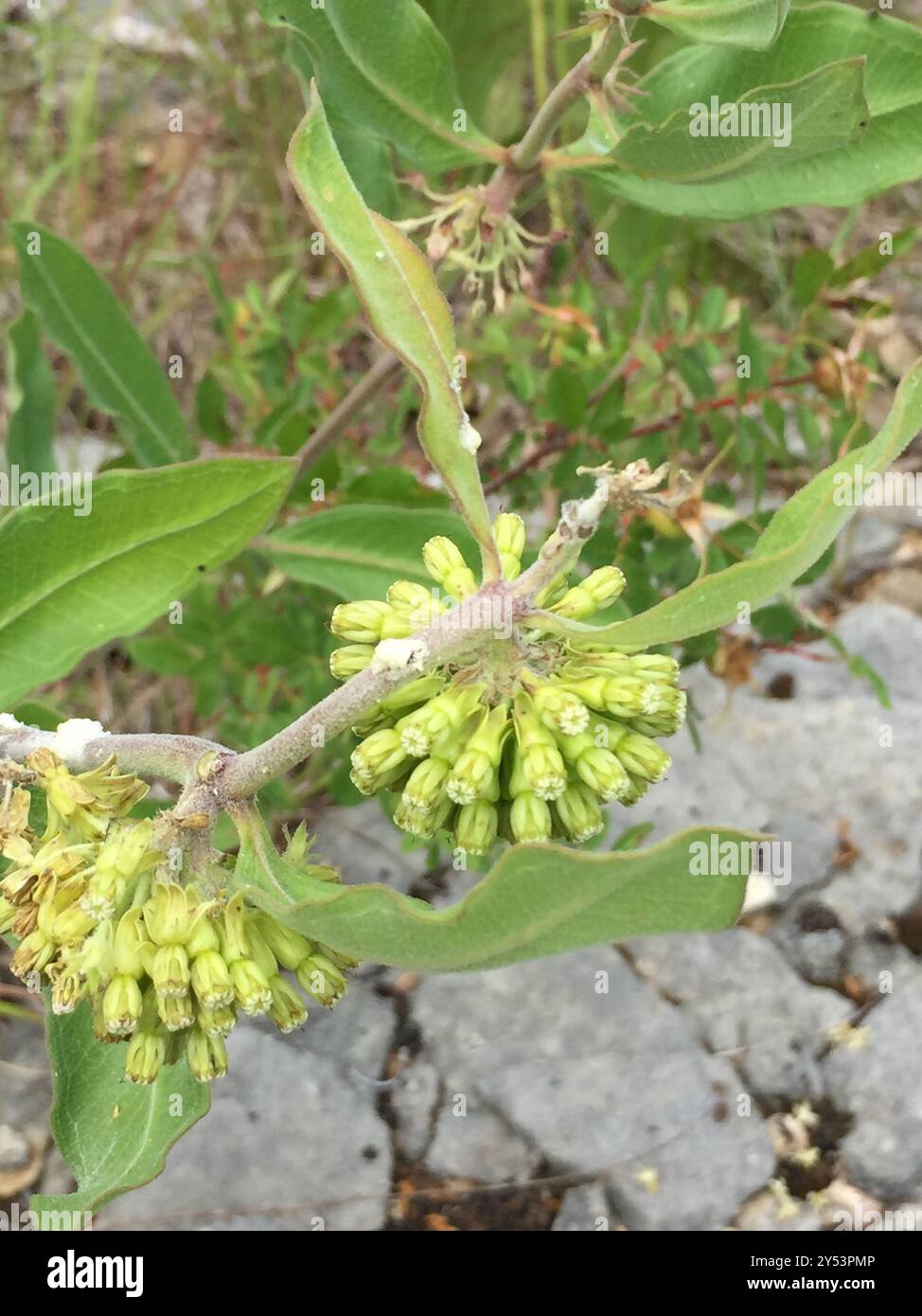 green comet milkweed (Asclepias viridiflora) Plantae Stock Photo - Alamy
