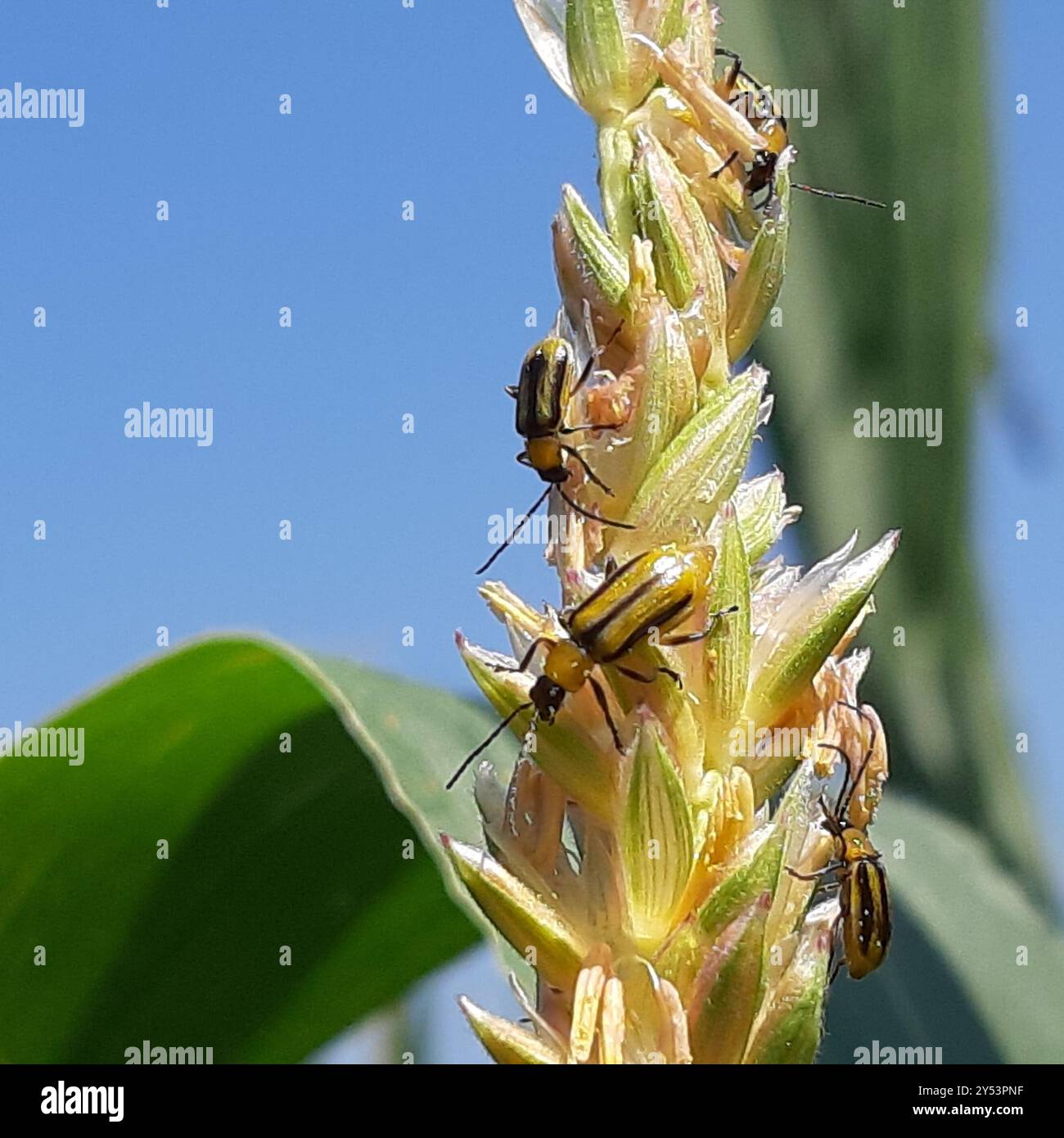 Western Corn Rootworm (Diabrotica virgifera) Insecta Stock Photo - Alamy