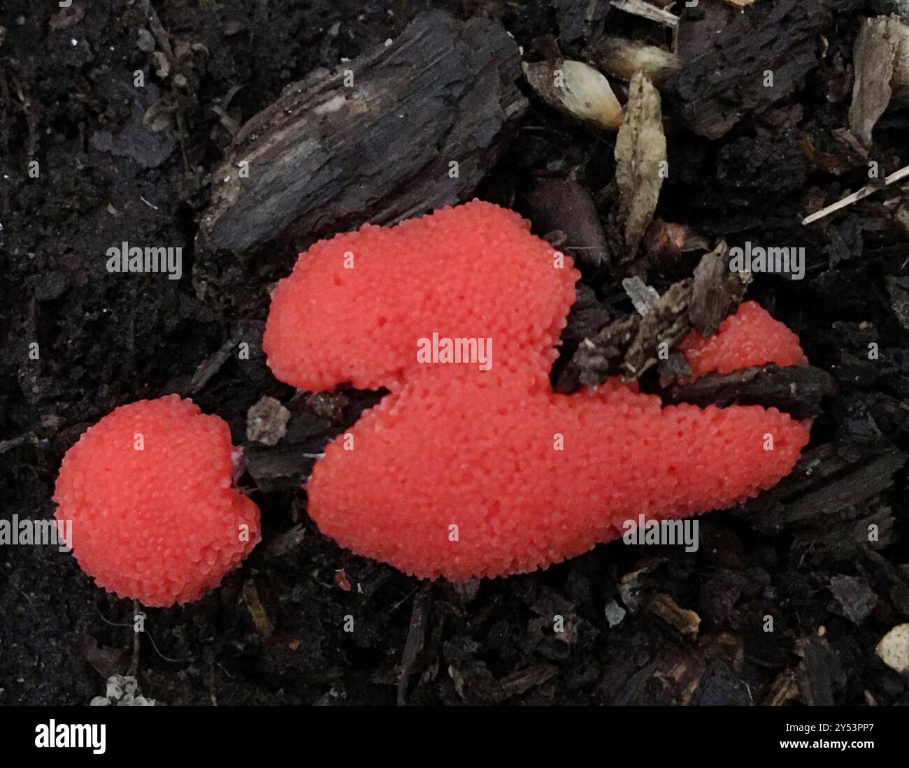 Red Raspberry Slime Mold (Tubifera ferruginosa) Protozoa Stock Photo ...