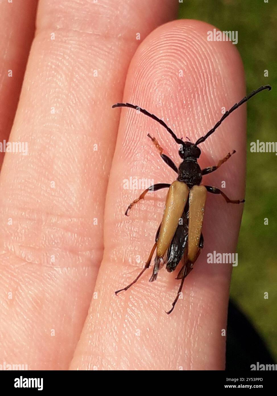 Red Pine Longhorn Beetle (Stictoleptura rubra) Insecta Stock Photo - Alamy