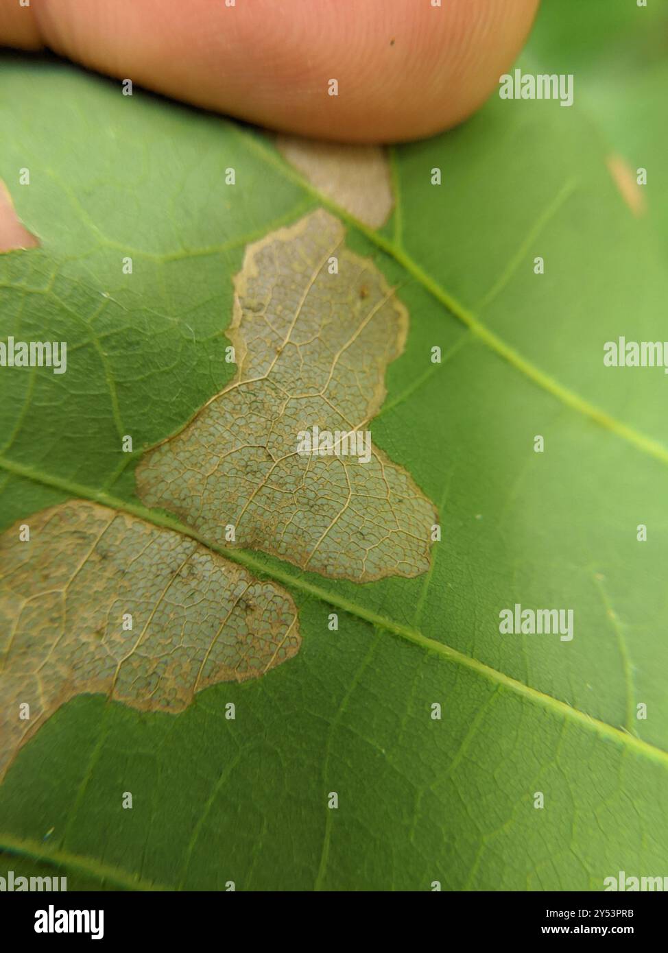 Oak Skeletonizer Moth (Bucculatrix ainsliella) Insecta Stock Photo - Alamy