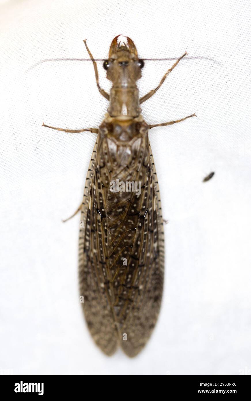 Western Dobsonfly (Corydalus texanus) Insecta Stock Photo - Alamy