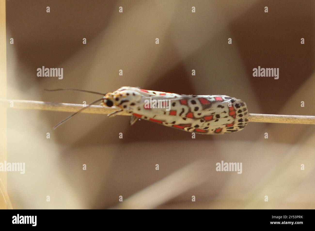 Rattlepod Moths (Utetheisa) Insecta Stock Photo - Alamy