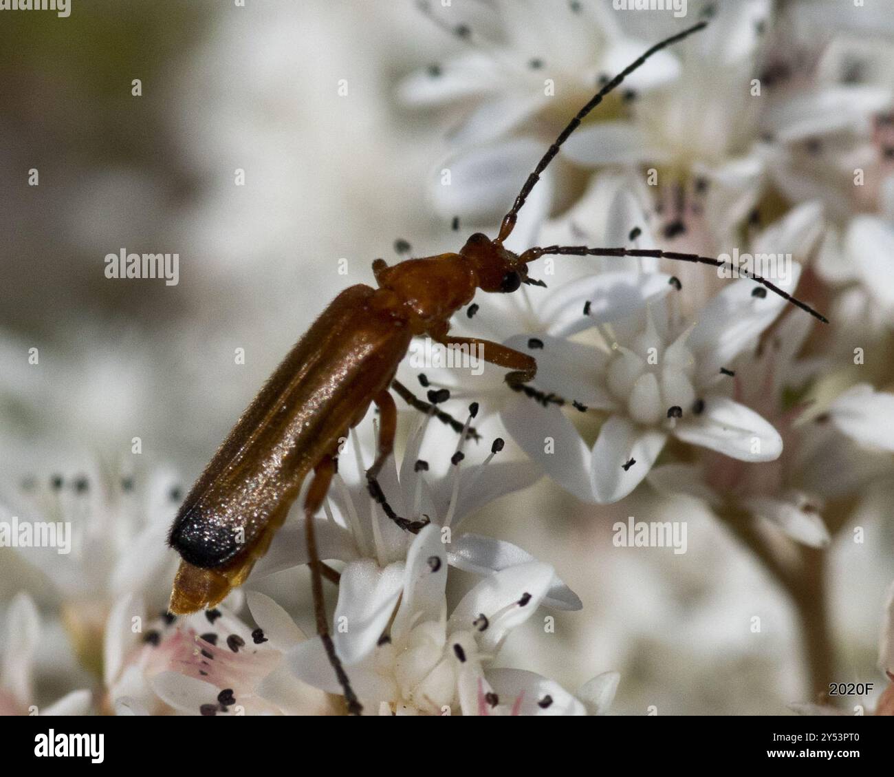Water, Rove, Scarab, Long-horned, Leaf, and Snout Beetles (Polyphaga ...