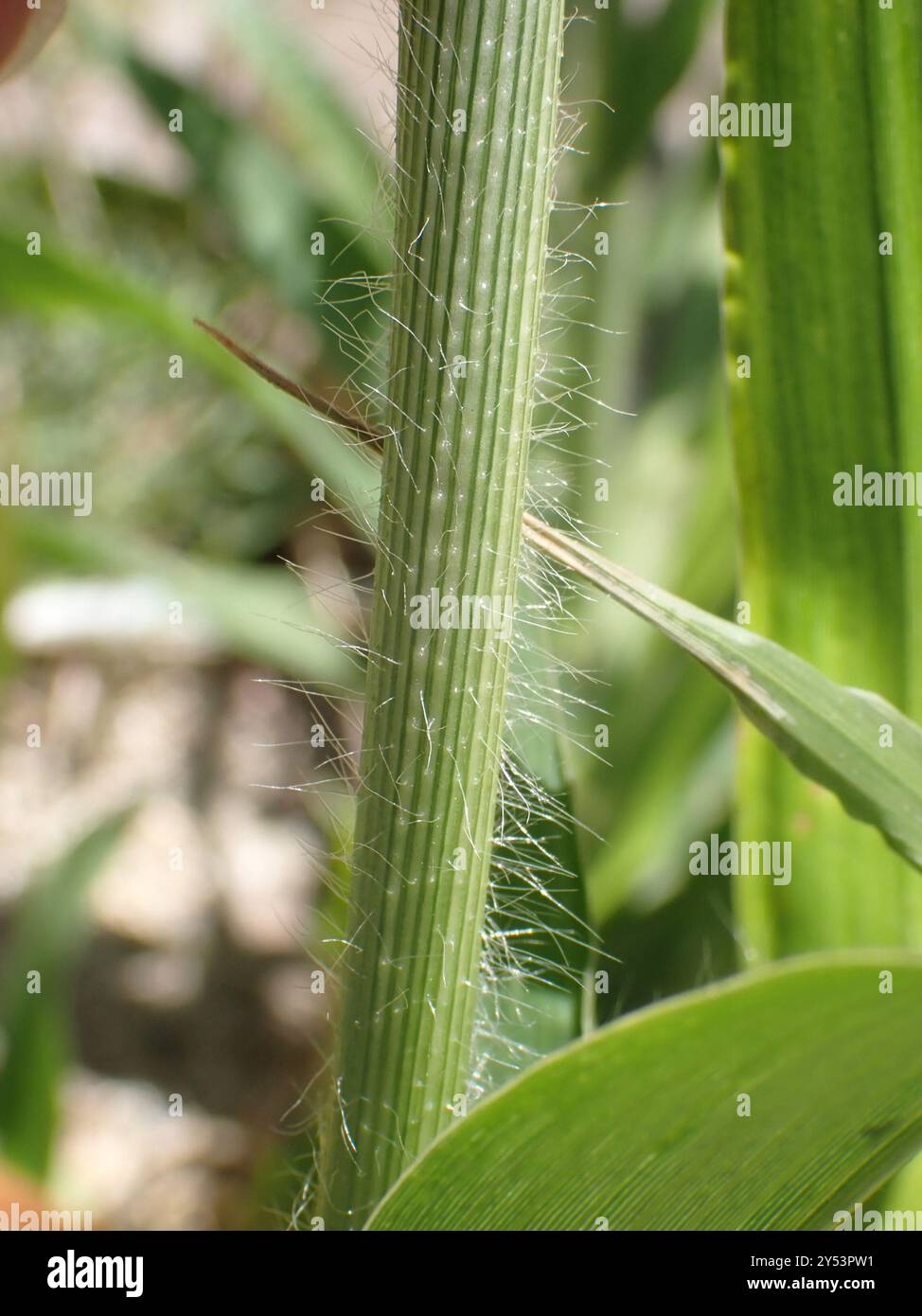 Proso Millet (Panicum miliaceum) Plantae Stock Photo - Alamy