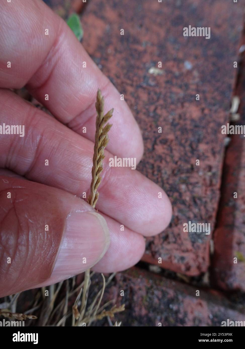Sea Fern-grass (Catapodium marinum) Plantae Stock Photo - Alamy