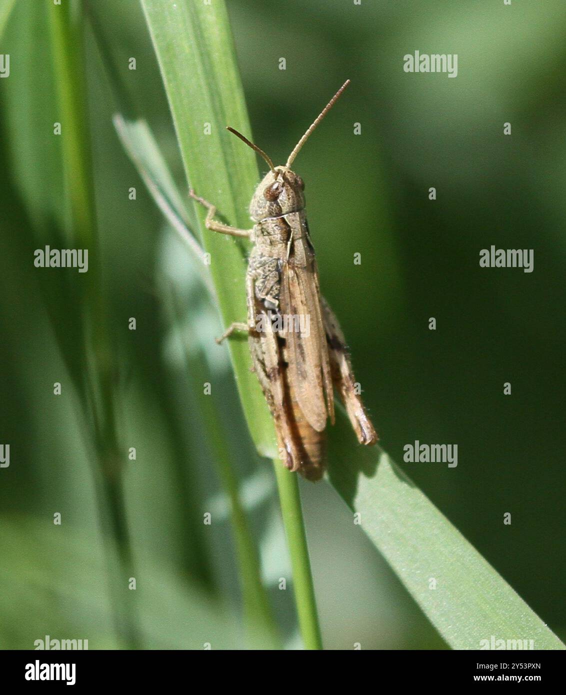 Locomotive Grasshopper (Chorthippus apricarius) Insecta Stock Photo - Alamy