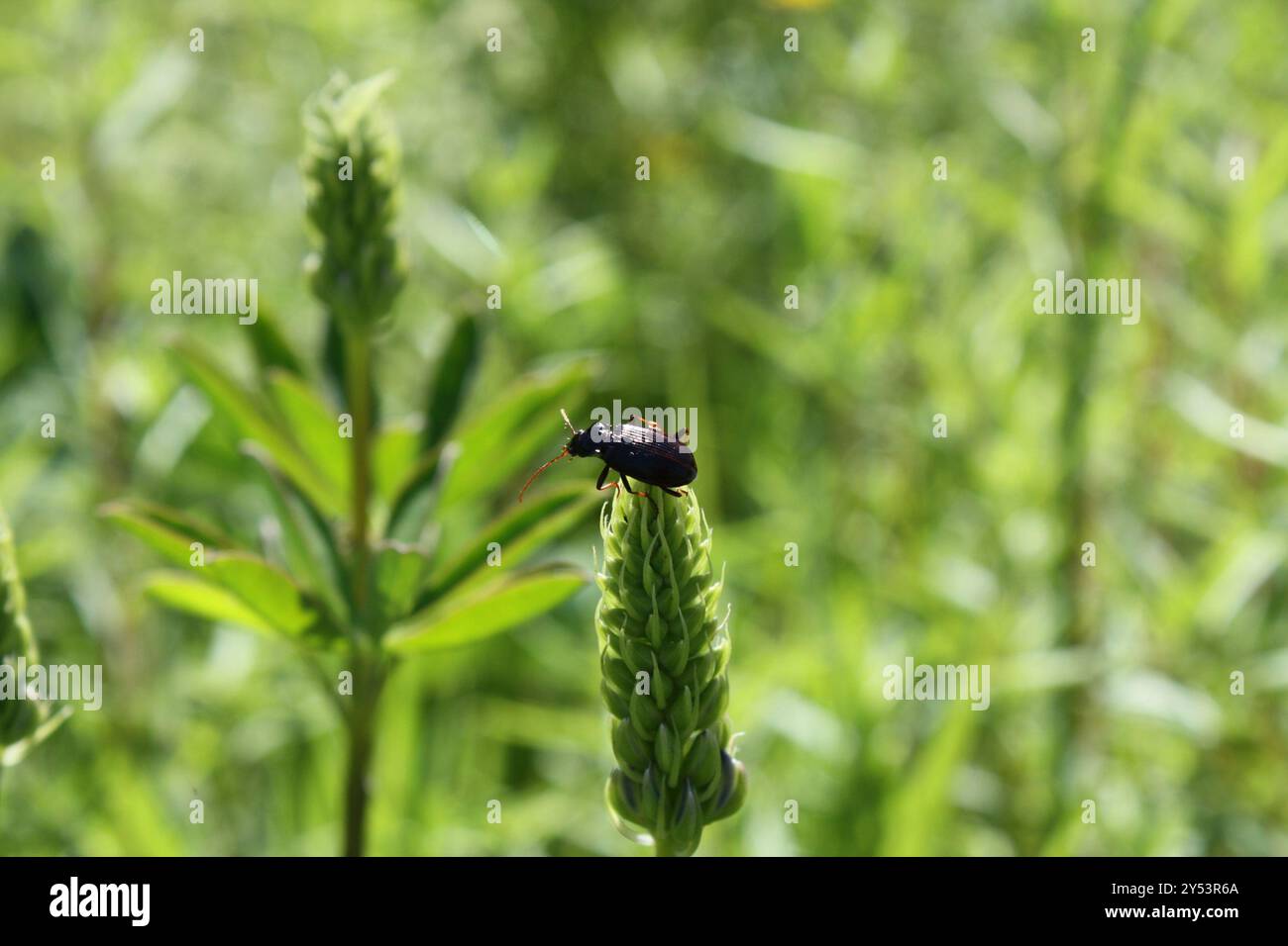 European Gazelle Beetle (Nebria brevicollis) Insecta Stock Photo - Alamy