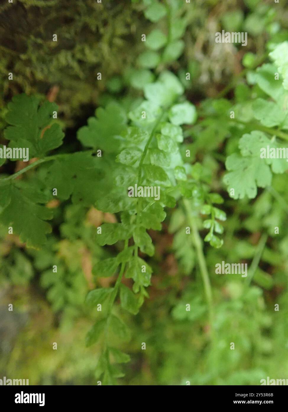 green spleenwort (Asplenium viride) Plantae Stock Photo - Alamy