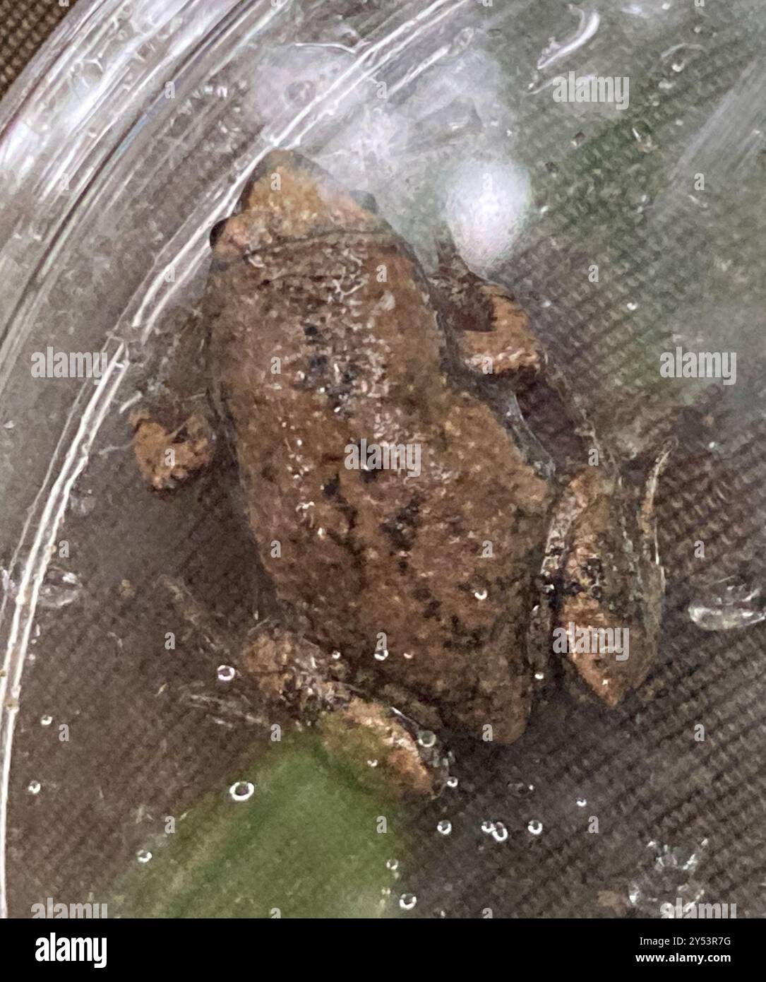 Eastern Narrow-mouthed Toad (Gastrophryne carolinensis) Amphibia Stock ...