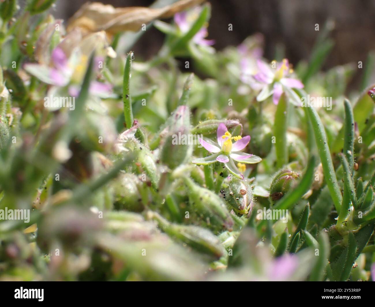 Saltmarsh Sand Spurry (Spergularia marina) Plantae Stock Photo - Alamy