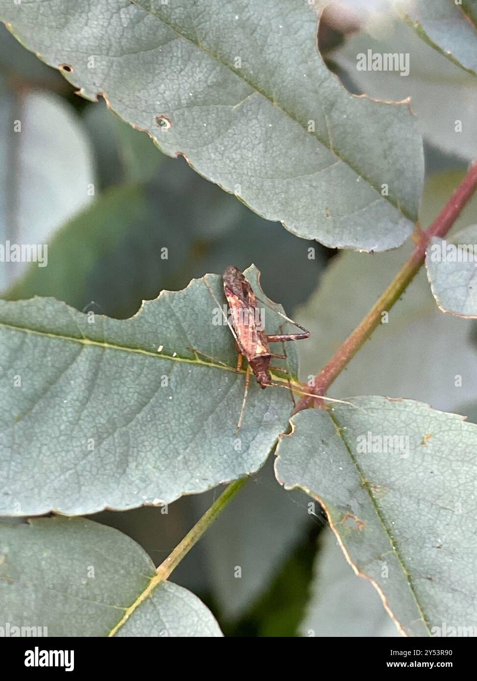 (Phytocoris ulmi) Insecta Stock Photo - Alamy