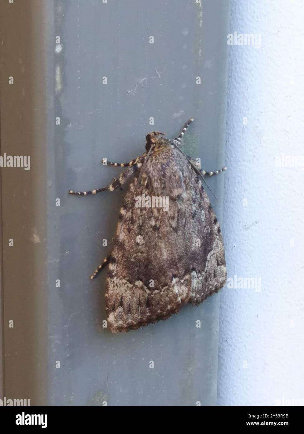 American Copper Underwing (Amphipyra pyramidoides) Insecta Stock Photo ...