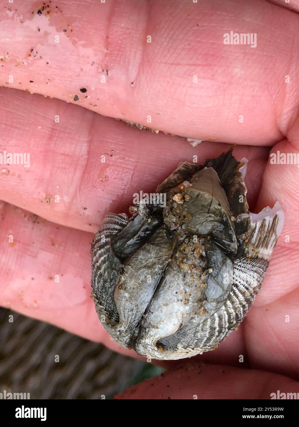 Piddocks and Angelwings (Pholadidae) Mollusca Stock Photo - Alamy