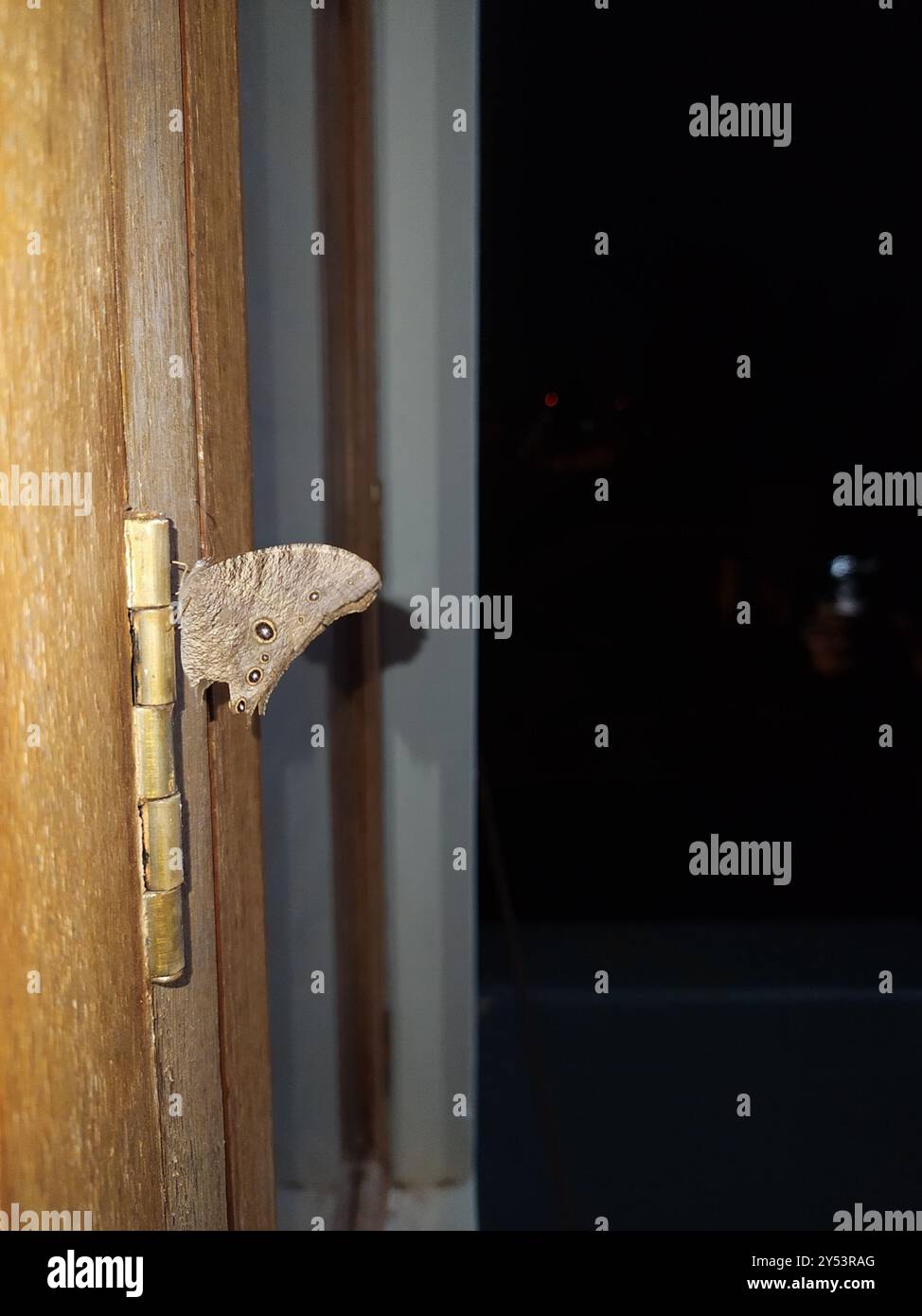 Common Evening Brown (Melanitis leda) Insecta Stock Photo - Alamy