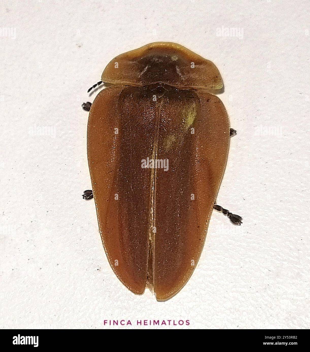 typical fireflies (Lampyrinae) Insecta Stock Photo - Alamy