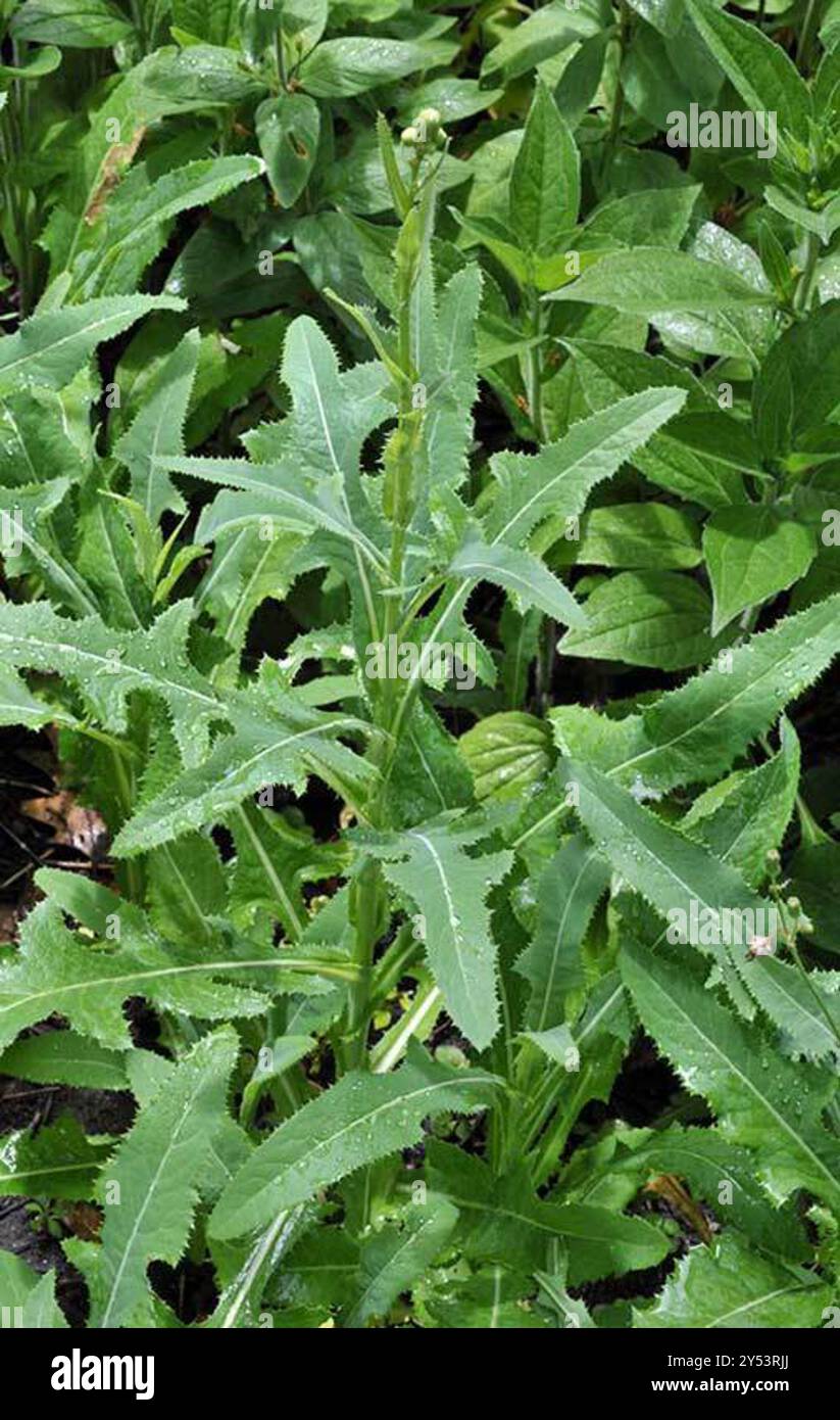 Smooth Field Sowthistle (Sonchus arvensis uliginosus) Plantae Stock ...