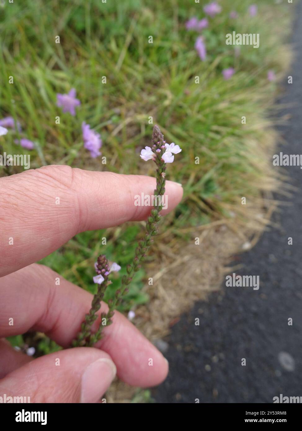 Common vervain (Verbena officinalis) Plantae Stock Photo - Alamy