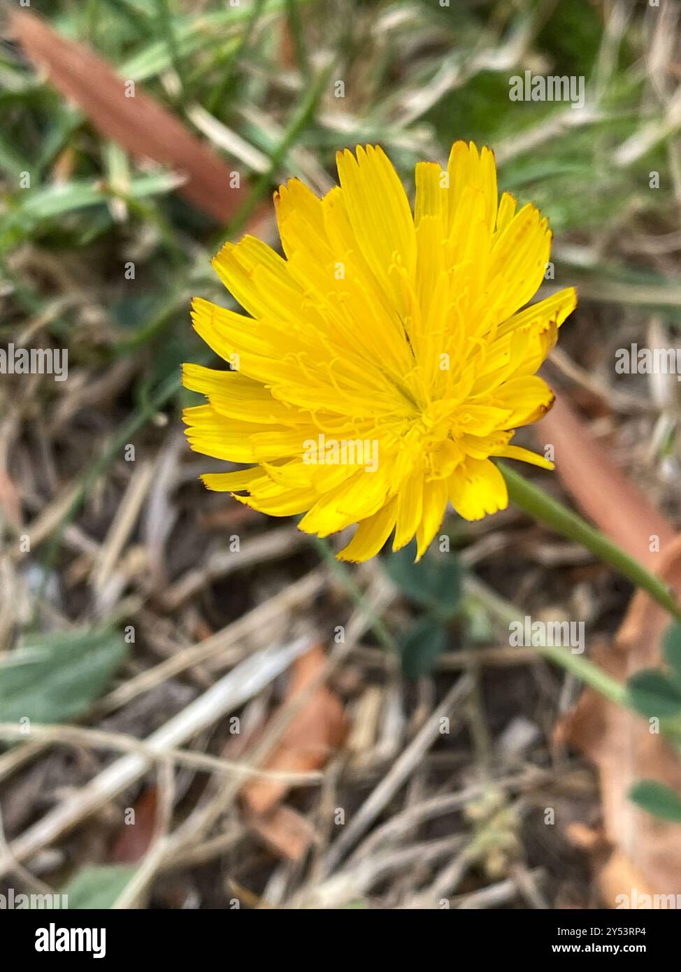 Common Cat's-ear (Hypochaeris radicata) Plantae Stock Photo - Alamy