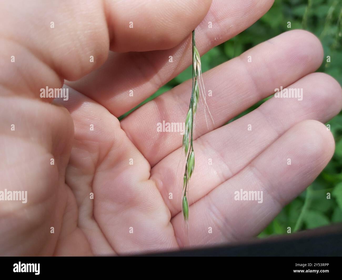Giant Fescue (Lolium giganteum) Plantae Stock Photo - Alamy