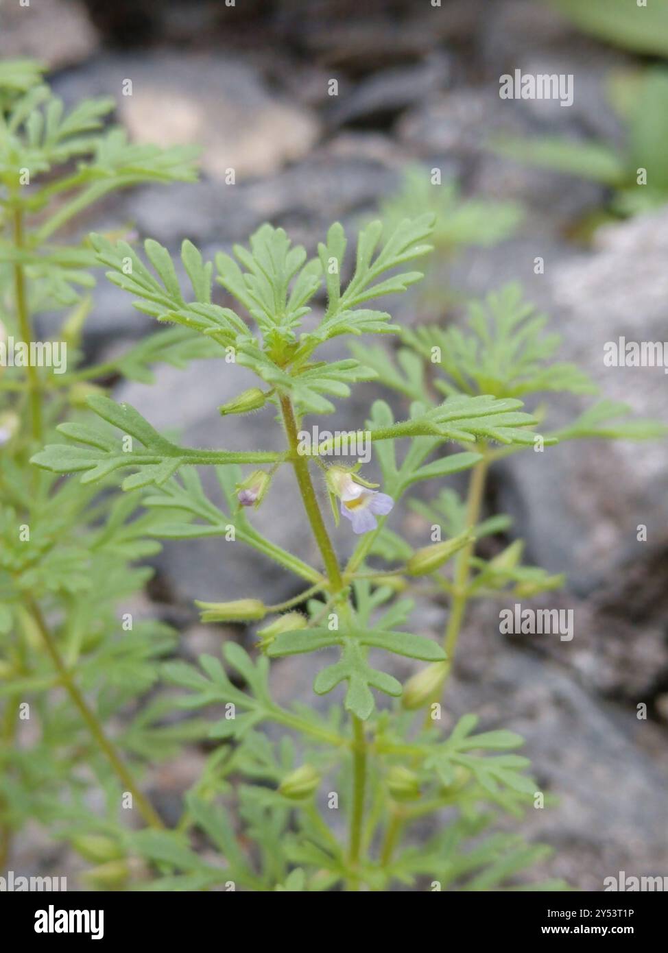 Obi-Wan conobea (Leucospora multifida) Plantae Stock Photo - Alamy