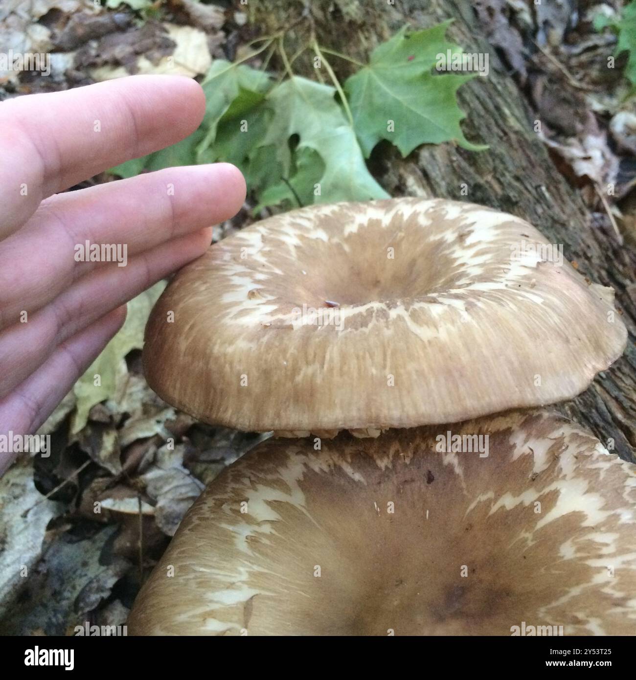 Eastern American Platterful Mushroom (Megacollybia rodmanii) Fungi ...