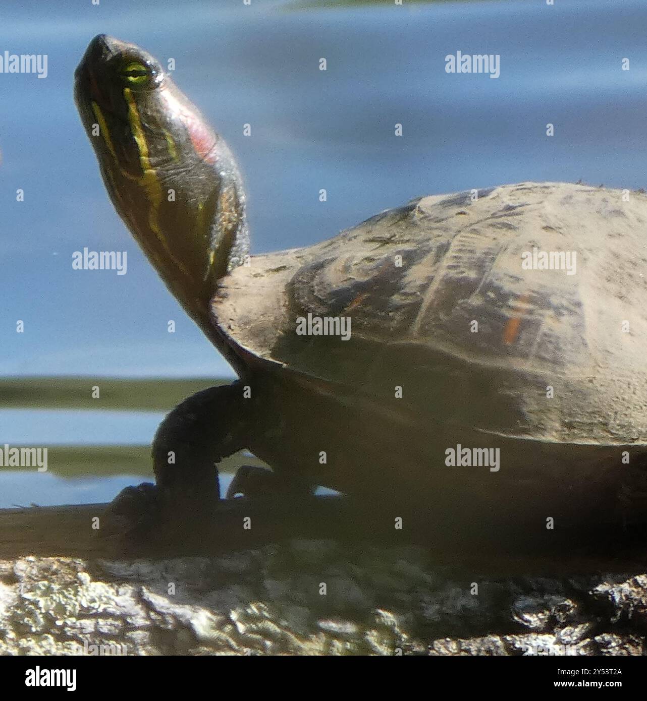 Red-eared Slider (Trachemys scripta elegans) Reptilia Stock Photo - Alamy