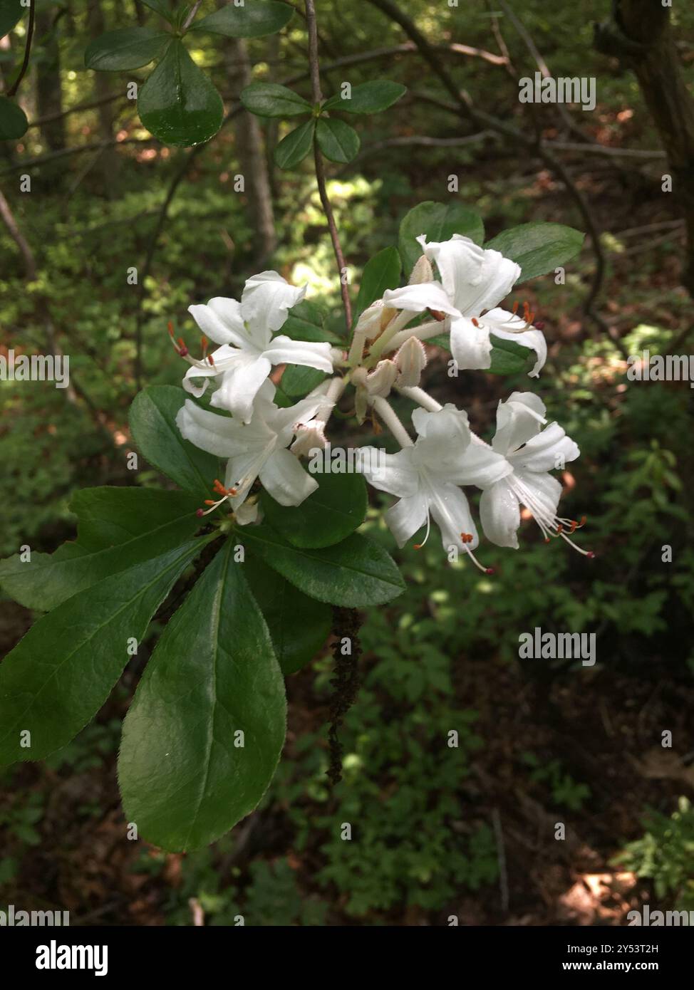 swamp azalea (Rhododendron viscosum) Plantae Stock Photo - Alamy