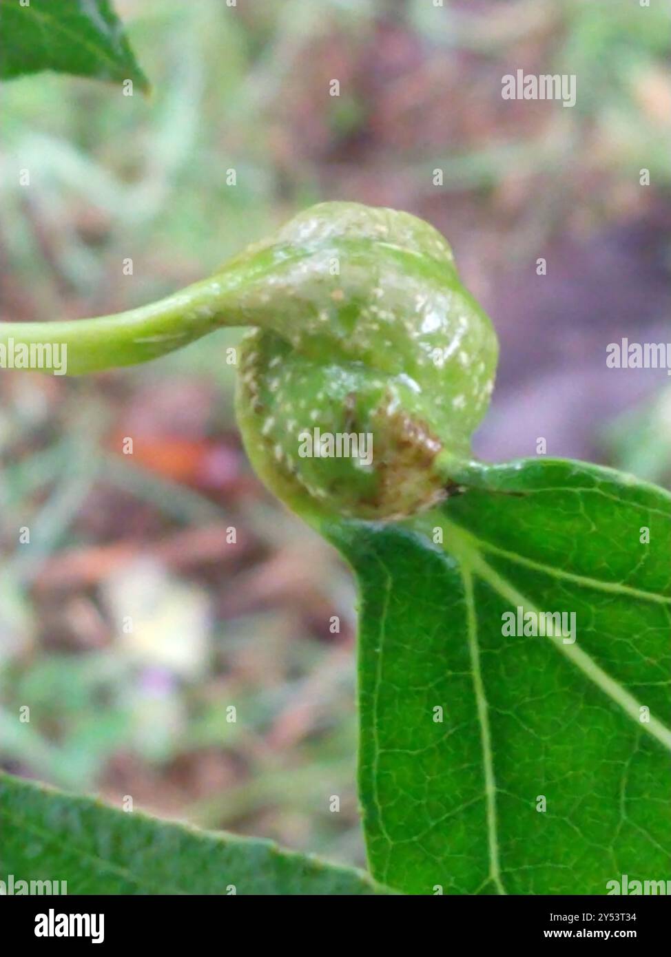 Poplar Spiral Gall Aphid (Pemphigus spyrothecae) Insecta Stock Photo ...