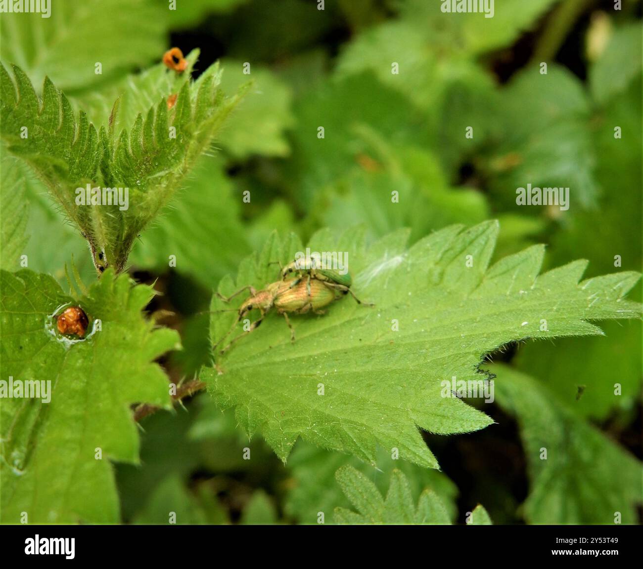 Nettle weevil (Phyllobius pomaceus) Insecta Stock Photo - Alamy