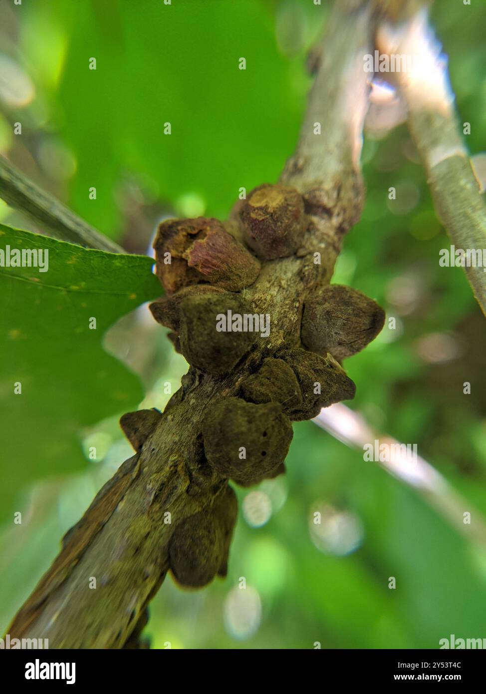 Oak Rough Bulletgall Wasp (Disholcaspis quercusmamma) Insecta Stock ...